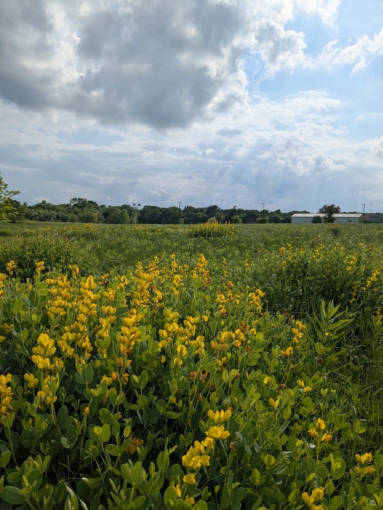 Yellow Wild Indigo (Grasses and Wildflowers of Hunt County Prairies ...