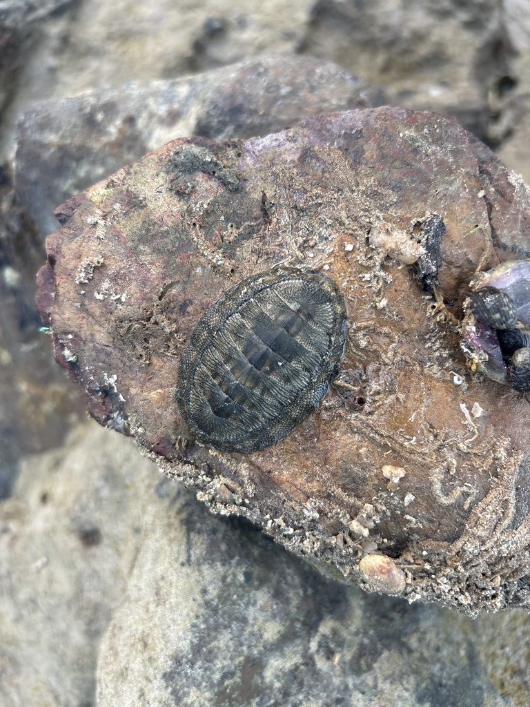 Stokes's Chiton from Bahía Brasilito, Santa Cruz, Guanacaste, CR on ...