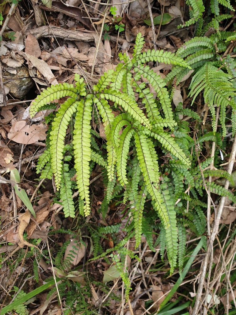 rough maidenhair fern (Logan Bahr's Scrub Flora V2) · iNaturalist