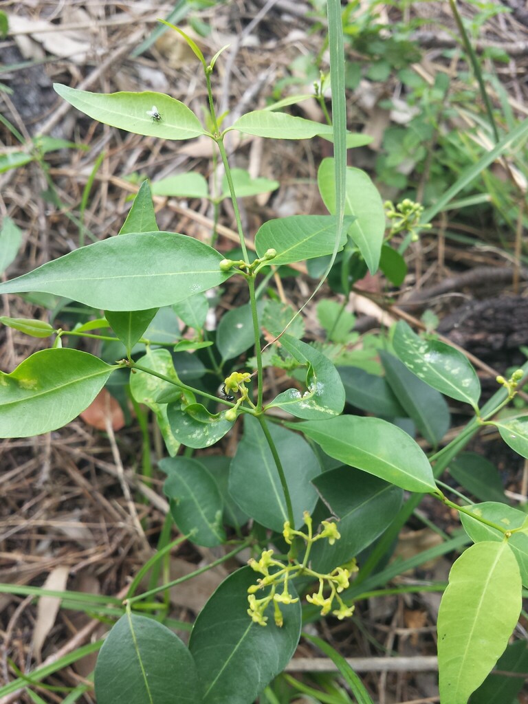 corky milk vine (Logan Bahr's Scrub Flora V2) · iNaturalist