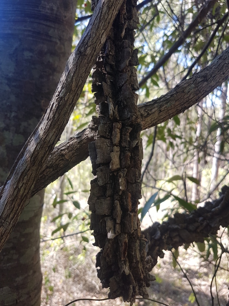 corky milk vine (Logan Bahr's Scrub Flora V2) · iNaturalist