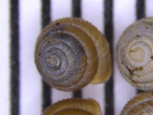 Eightfold Pinecone (Strobilops affinis) · iNaturalist United Kingdom