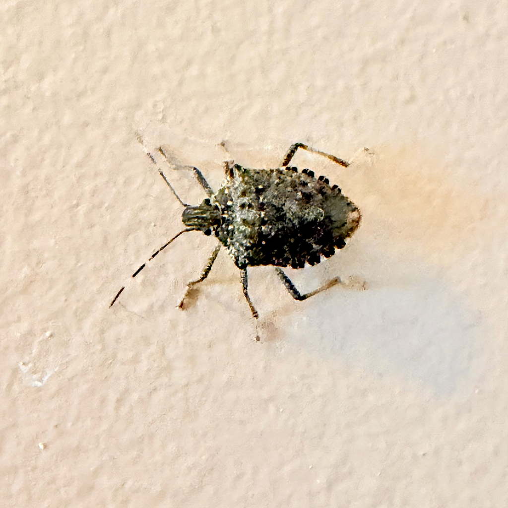Brown Marmorated Stink Bug from High Grove Ct, Burlington, VT, US on ...