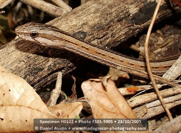 Pencil Snake from Isalo on October 23, 2005 by Daniel Austin. For ...