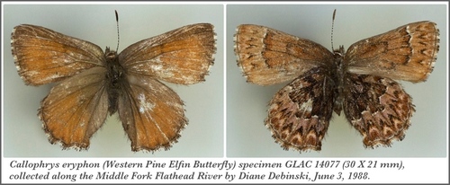 Western Pine Elfin (Glacier National Park Butterflies and Moths ...