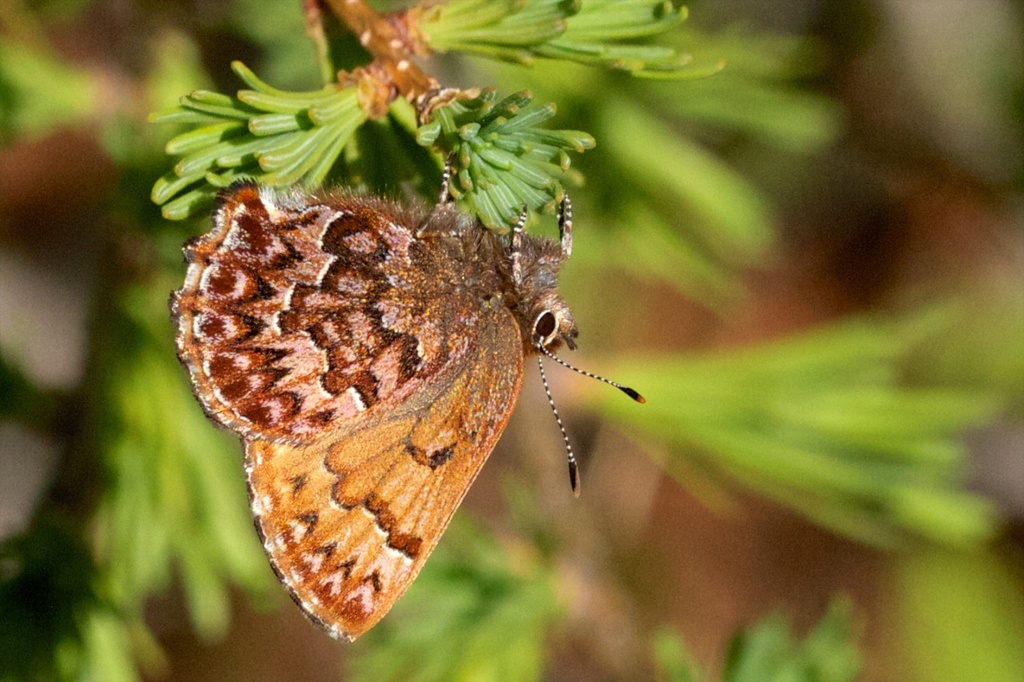 Western Pine Elfin (Glacier National Park Butterflies and Moths ...
