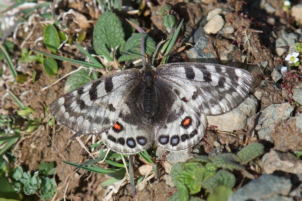 Parnassius cephalus from Haidong, CN-QH, CN on June 25, 2017 at 09:26 ...