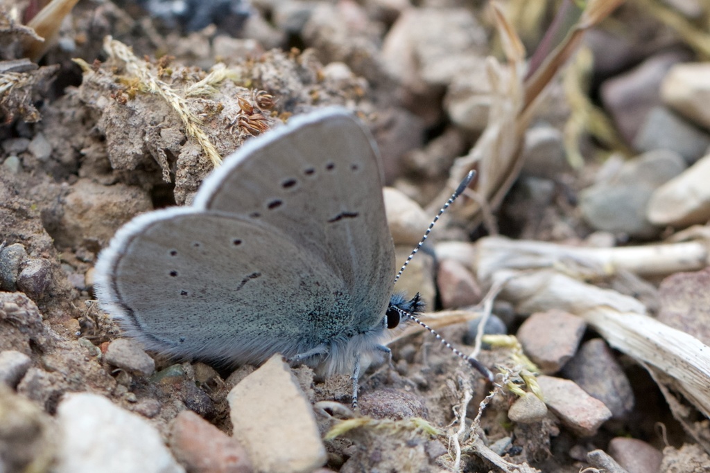 Silvery Blue (Glacier National Park Butterflies and Moths) · iNaturalist