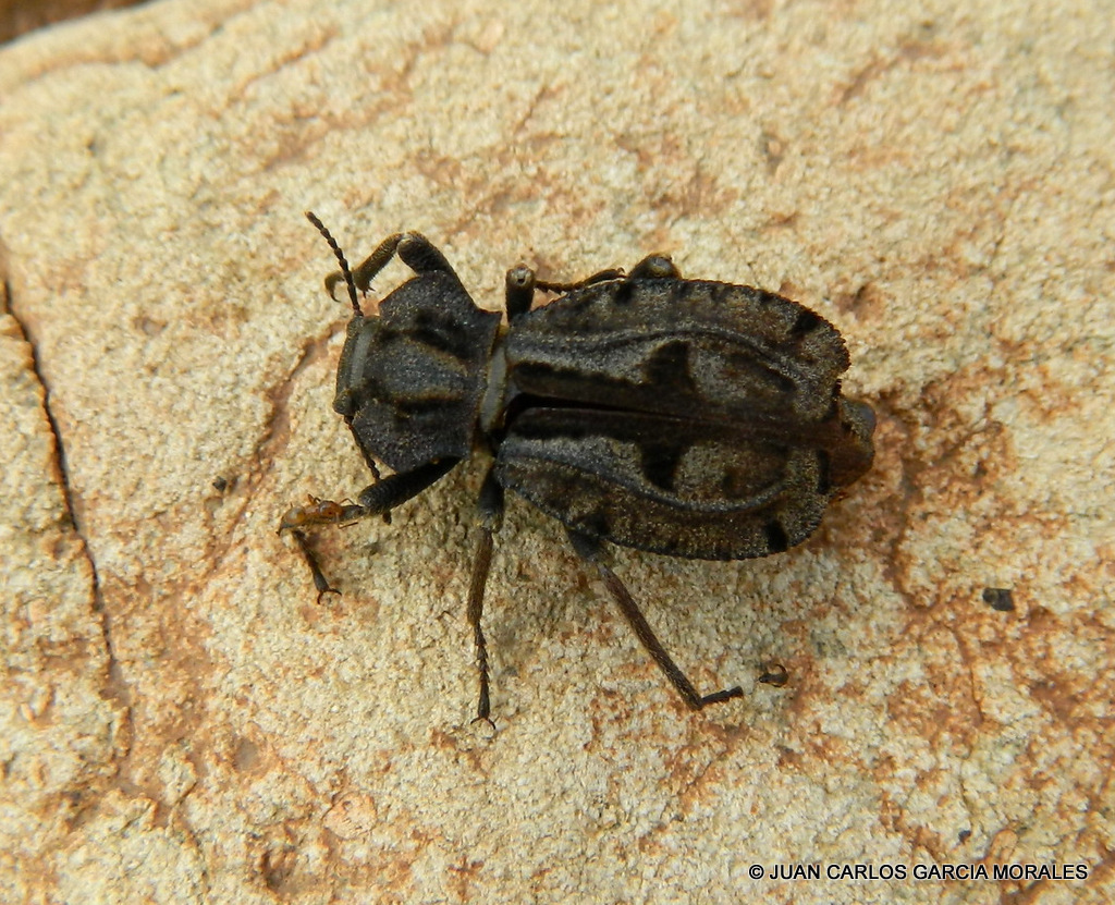 Pelecyphorus pulchellus from Tehuantepec, Oax., México on July 22, 2011 ...