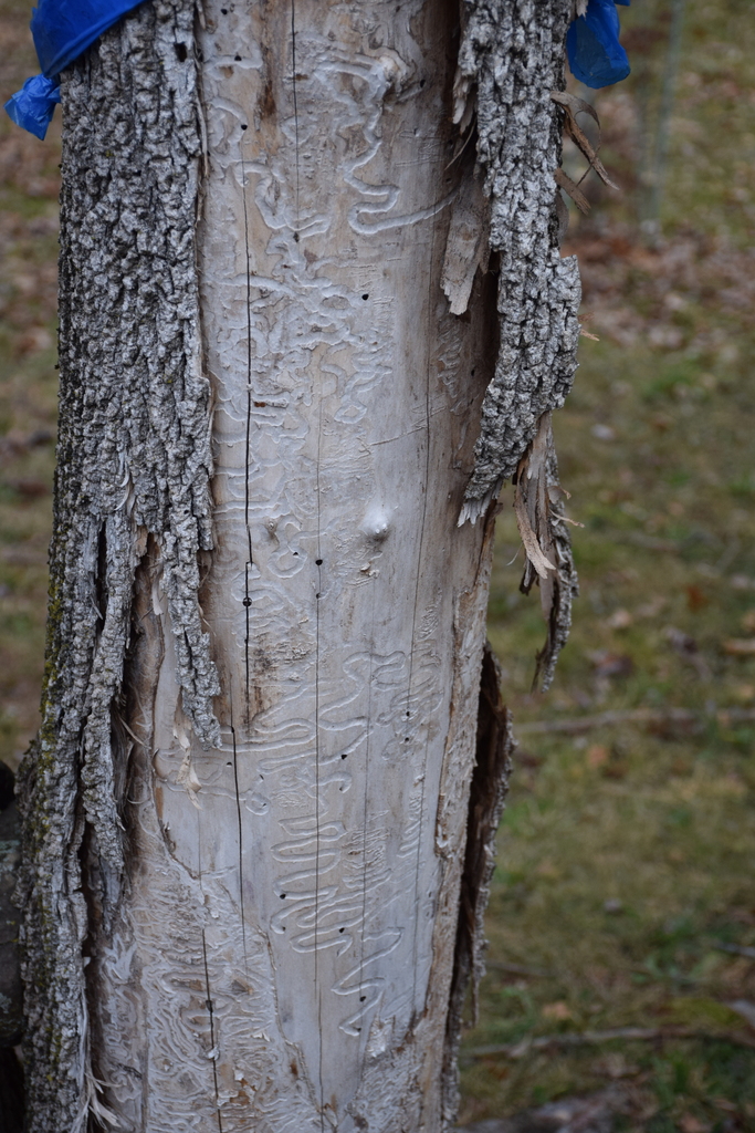 Emerald Ash Borer from Beaver Dam Lake, NY, USA on December 28, 2021 at ...