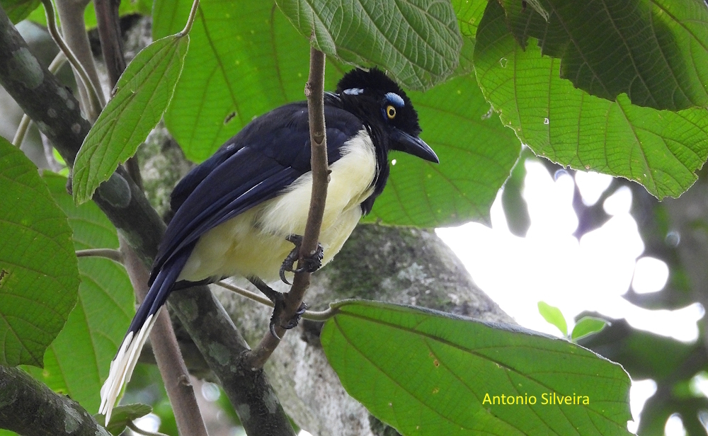 Plush-crested Jay from Parque do Estado, São Paulo - State of São Paulo ...