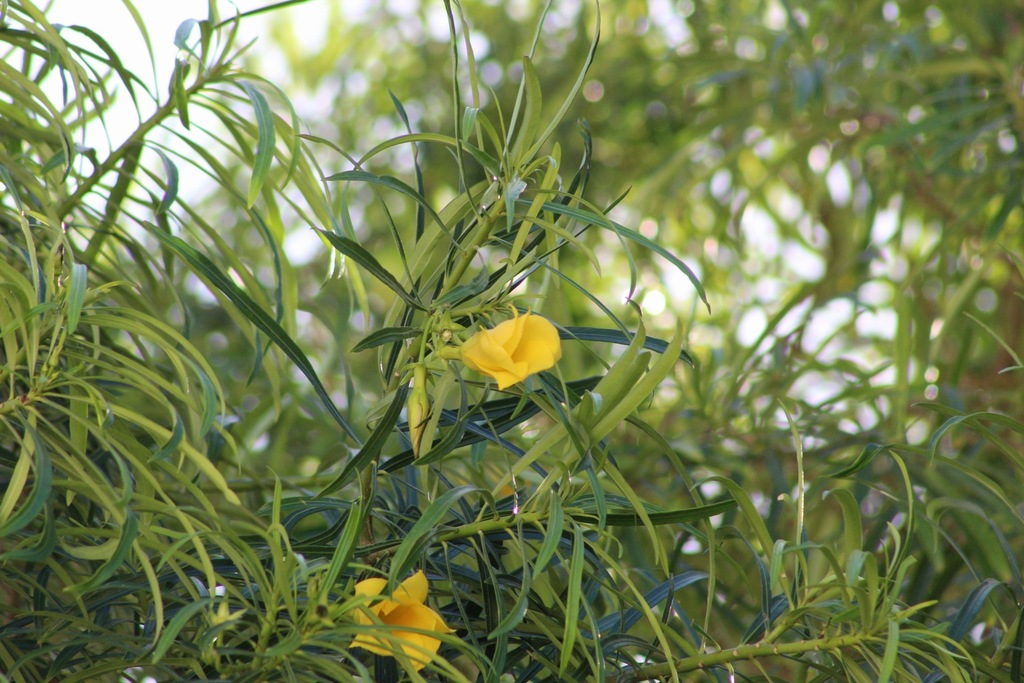 Be-still tree from Sisal, Yuc., México on February 7, 2020 at 10:41 AM ...