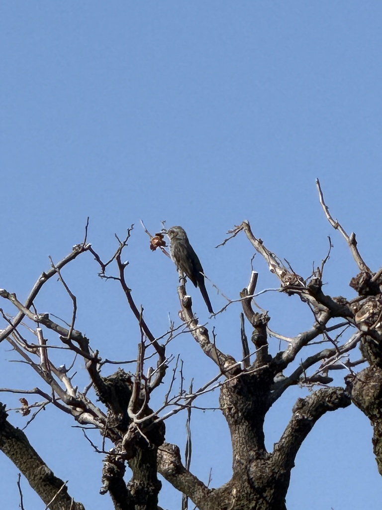 Brown-eared Bulbul from Enjo-in Temple, Setagaya, Tokyo, JP on January ...