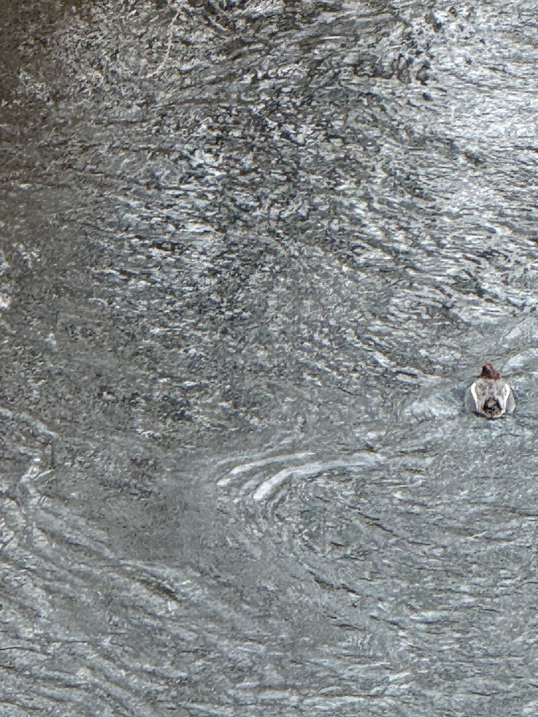 Green-winged Teal from Honshu, Morioka, Iwate, JP on January 15, 2026 ...