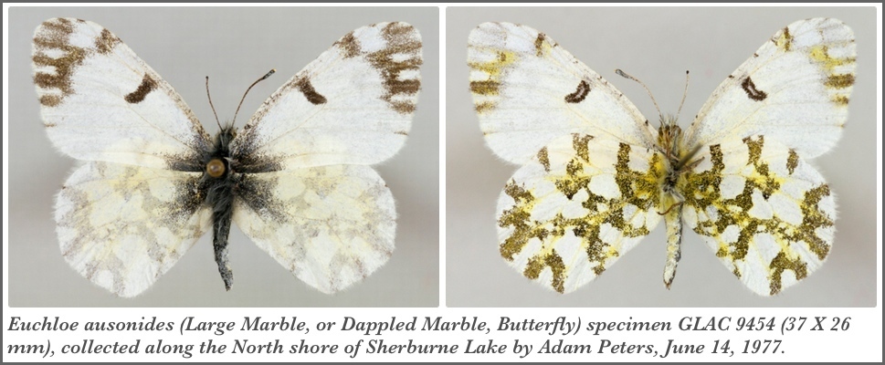 Large Marble (Glacier National Park Butterflies and Moths) · iNaturalist