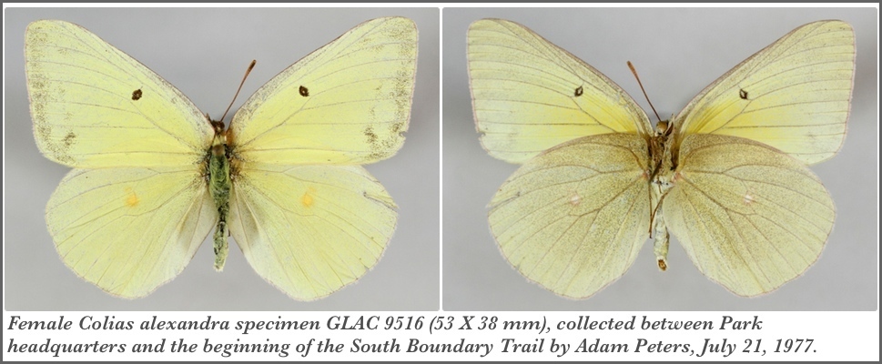 Queen Alexandra’s Sulphur (Glacier National Park Butterflies and Moths ...