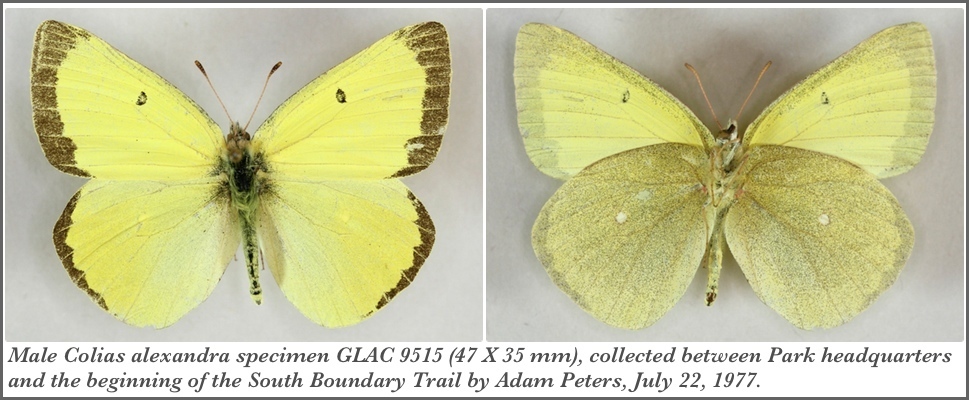 Queen Alexandra’s Sulphur (Glacier National Park Butterflies and Moths ...