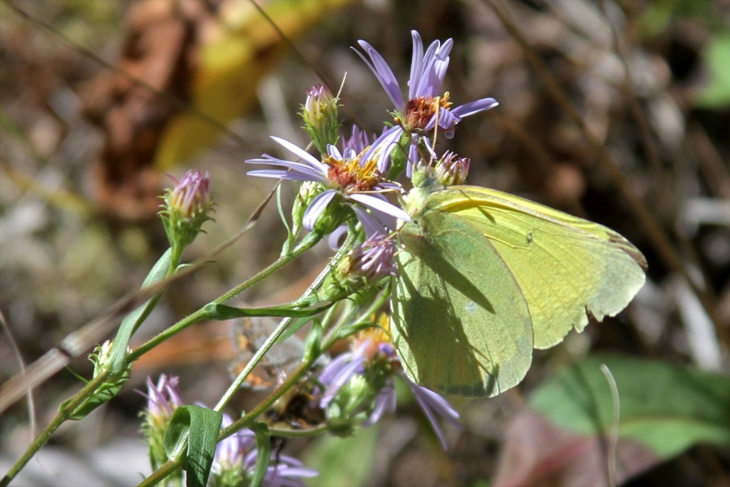 Queen Alexandra’s Sulphur (Glacier National Park Butterflies and Moths ...