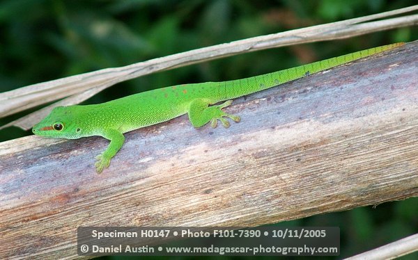 Madagascar Giant Day Gecko from Aye-Aye Island, Mananara on November 10 ...