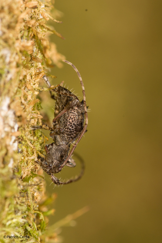 Neohoplonotus spiniferus · iNaturalist