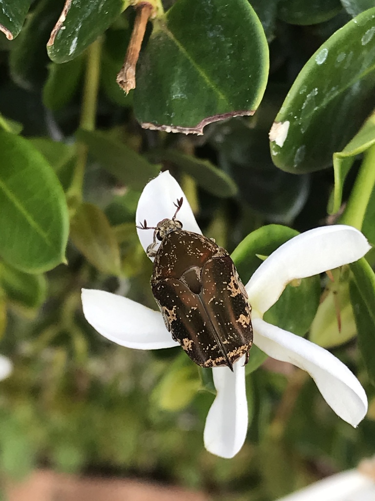 Mango Flower Beetle from Maui, Kihei, HI, US on February 9, 2020 at 11: ...