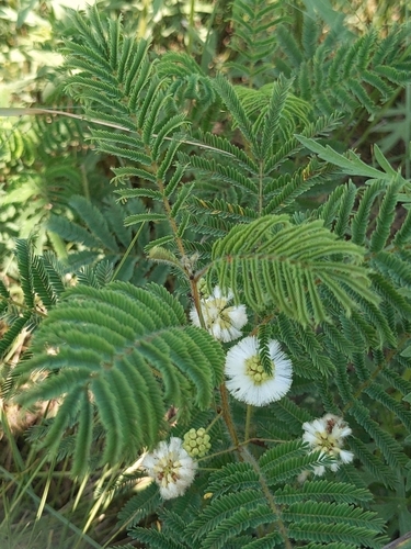 Prairie Acacia (Grasses and Wildflowers of Hunt County Prairies ...