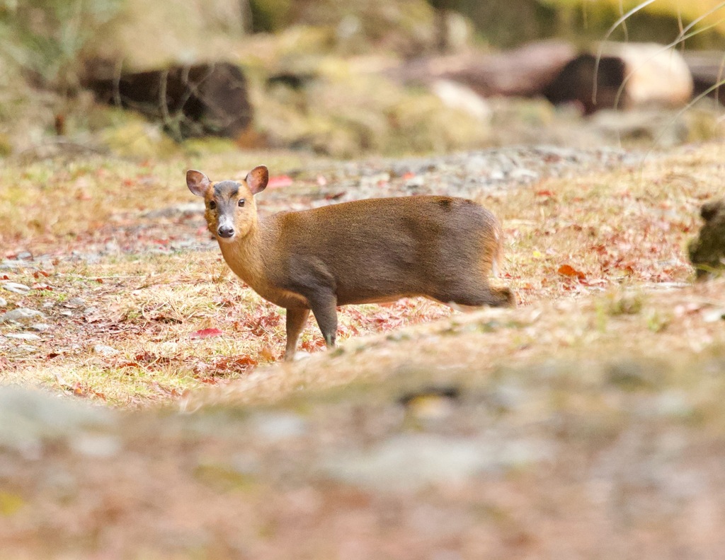 Reeves's Muntjac from Heping District, Taichung City, Taiwan 424 on ...