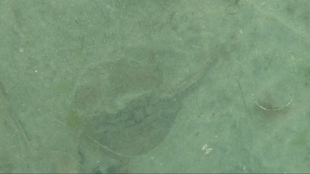 Haller's Round Ray from San Diego County, CA, USA on July 23, 2023 at ...