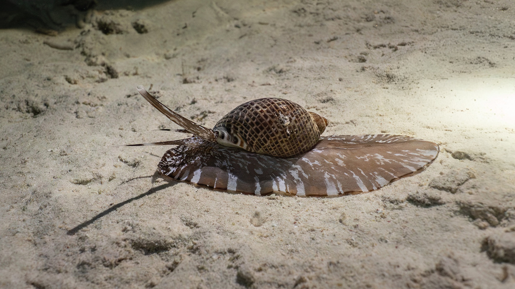 Partridge Tun Snail from Lady Elliot Island, Queensland 4670, Australia ...
