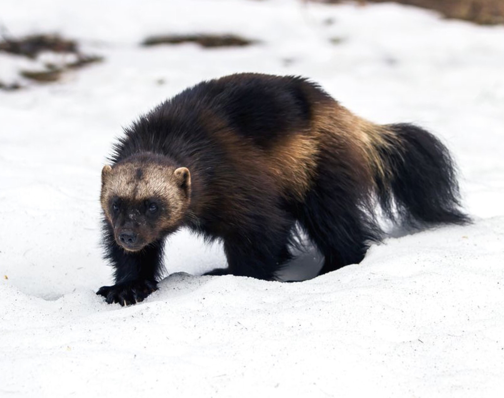 GLOTÓN (GULO GULO) El depredador más extraño y peligroso de Europa ...