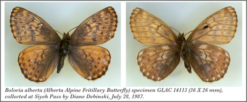 Alberta Alpine Fritillary (Glacier National Park Butterflies and Moths ...