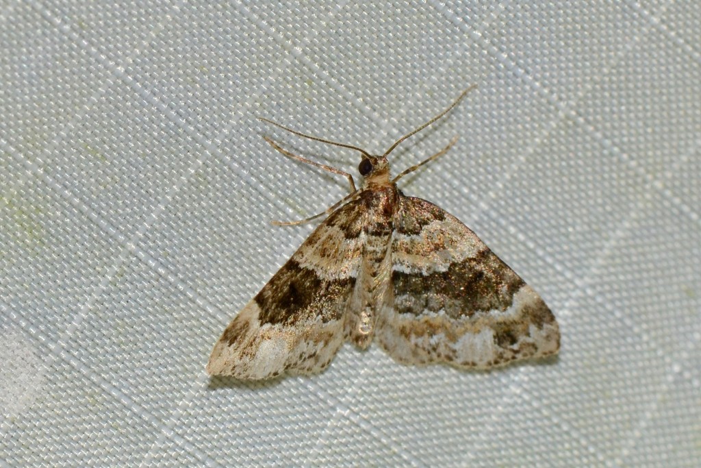 Square-patched Carpet Moth from Maison d'été Famille Larrivée -sur-Mer ...