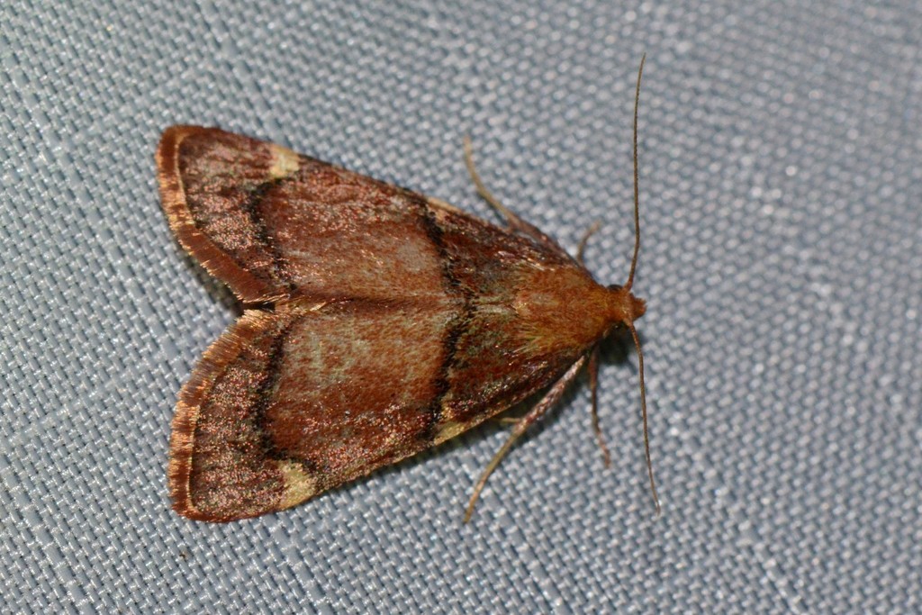 Spruce Needleworm Moth from Maison d'été Famille Larrivée -sur-Mer, QC ...