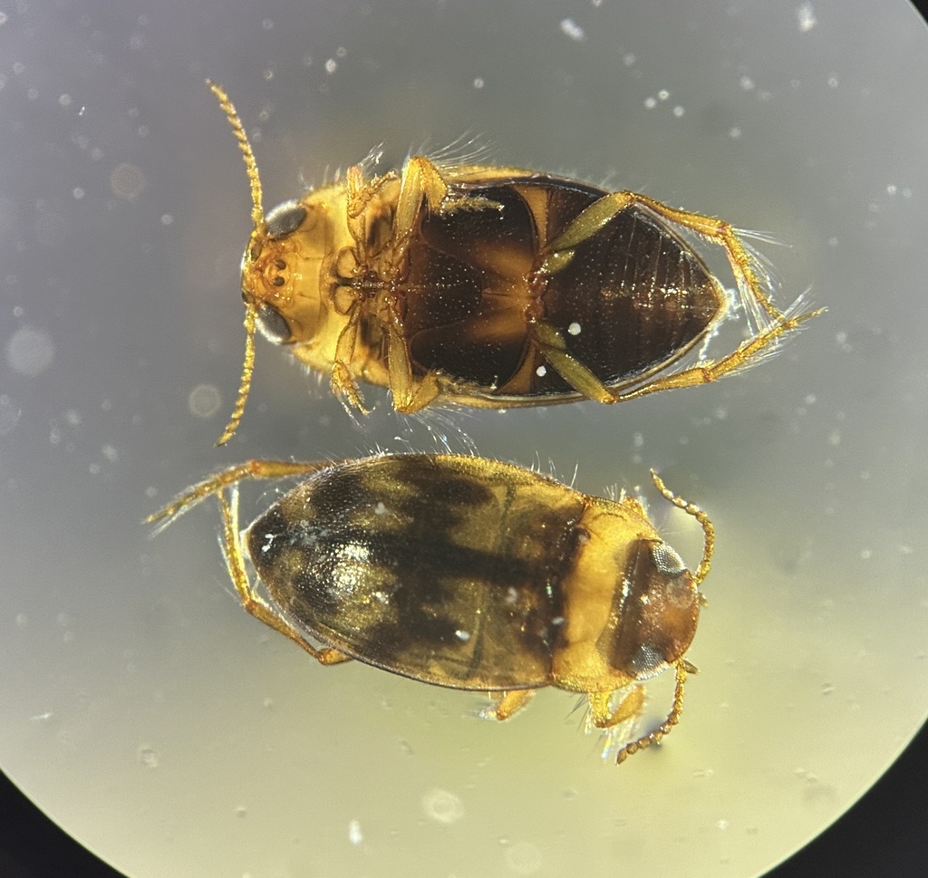 Uvarus texanus from County Road 349, Concan, TX, US on November 6, 2025 ...