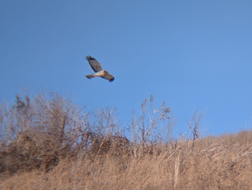 Northern Harrier from Rosemount, MN 55068, USA on February 3, 2026 at ...
