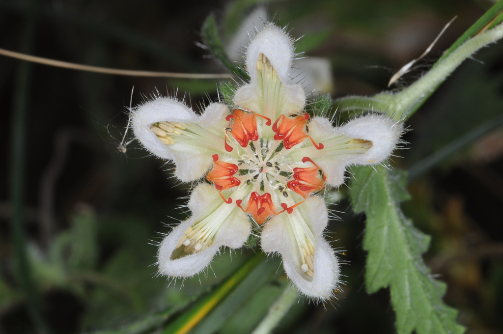 (Caiophora cernua) - Botanical Realm