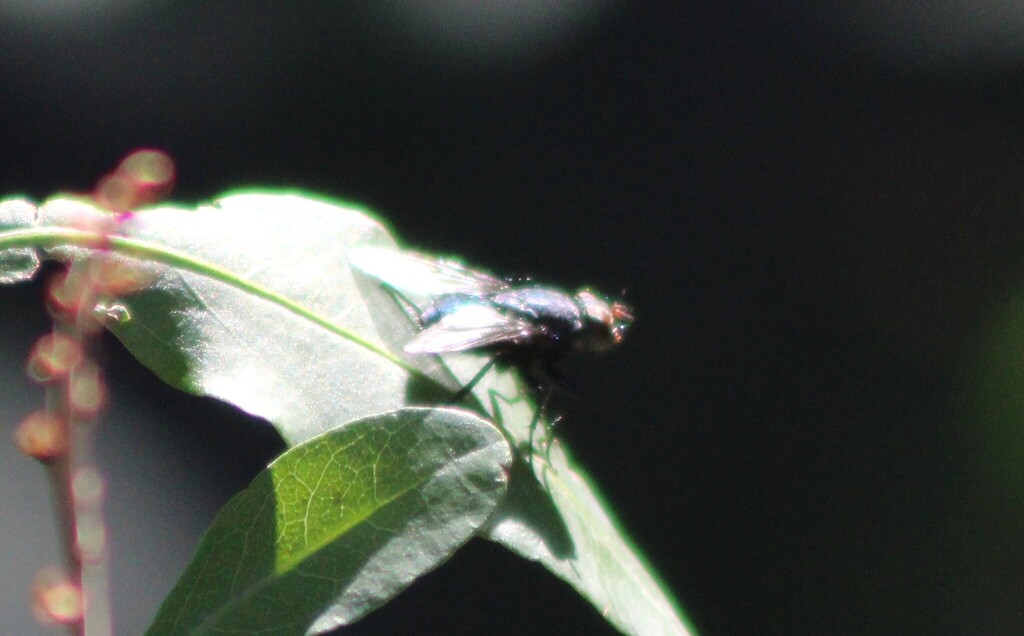 Shiny Blue Bottle Fly from San Ramón Amp, Saltillo, Coah., México on ...