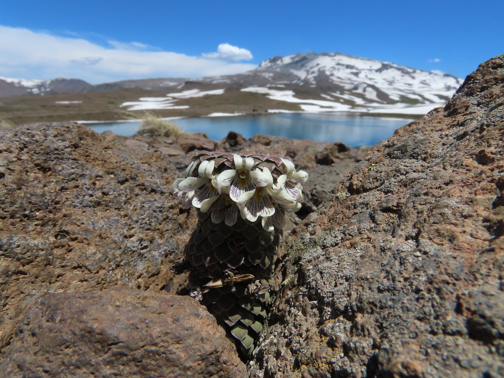 Viola pachysoma from Ñorquín, Neuquén, Argentina on November 22, 2021 ...