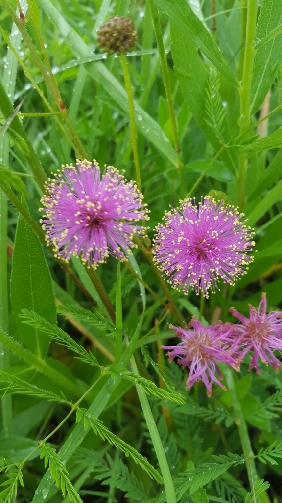 Roemer's Sensitive Briar (Grasses and Wildflowers of Hunt County ...