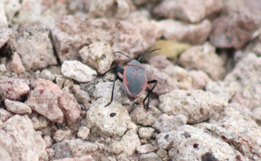 Largus cinctus from Janos, Chih., México on July 4, 2019 at 09:02 PM by ...