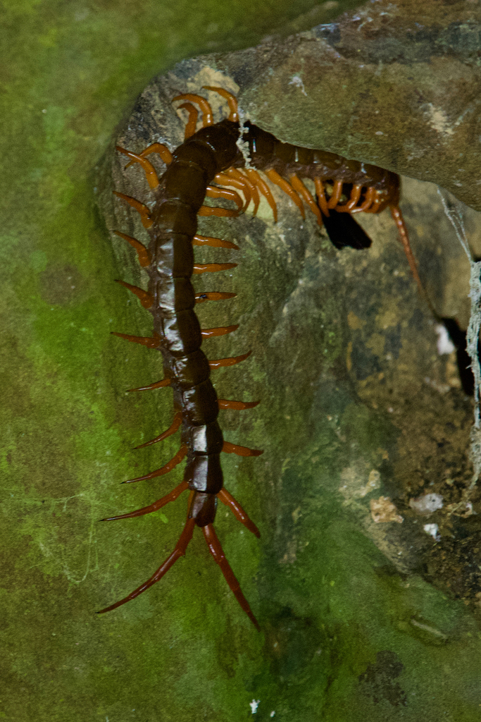 Vietnamese Centipede from 中国云南省西双版纳傣族自治州勐腊县 on August 10, 2017 at 09:03 ...