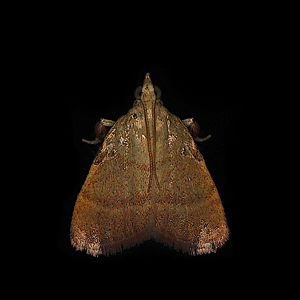 Drab Condylolomia Moth from Dickson County, TN, USA on May 12, 2024 at ...