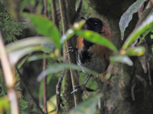 Subspecies Bathmocercus rufus vulpinus · iNaturalist