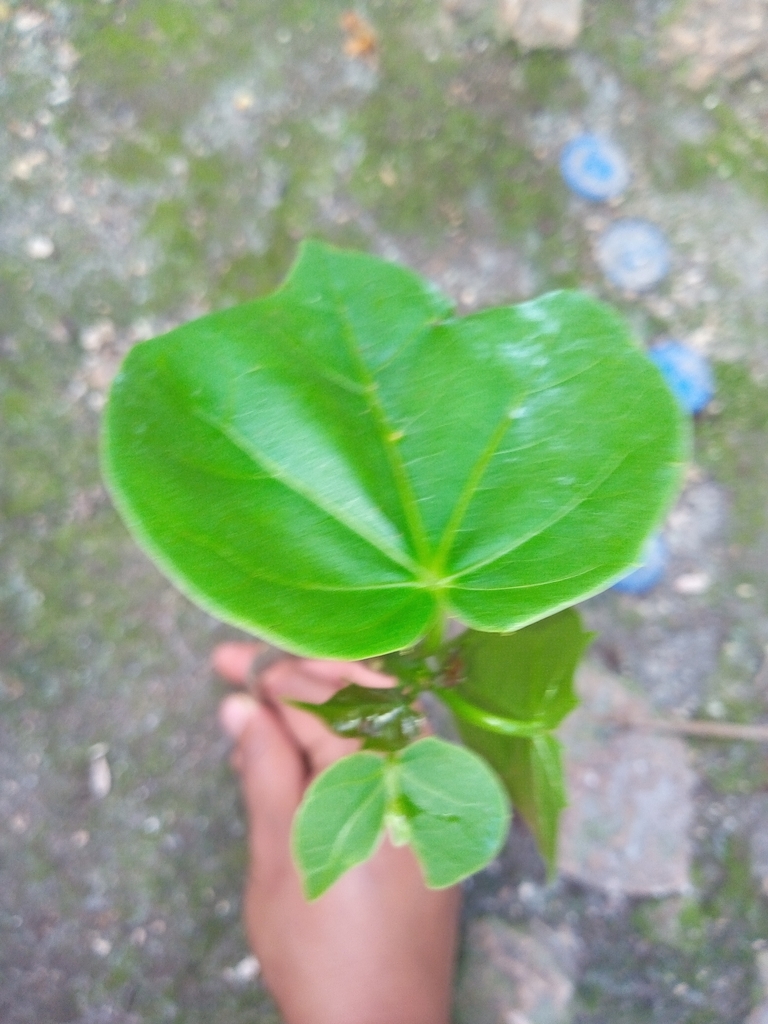 Propeller Tree from Popolá on February 4, 2020 at 04:33 PM by elizabeth ...