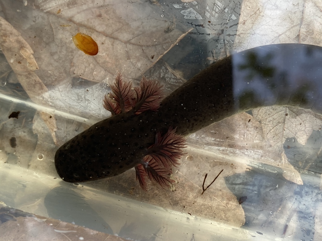 Eastern Lesser Siren in February 2020 by Christopher R. Wilson. Funnel ...