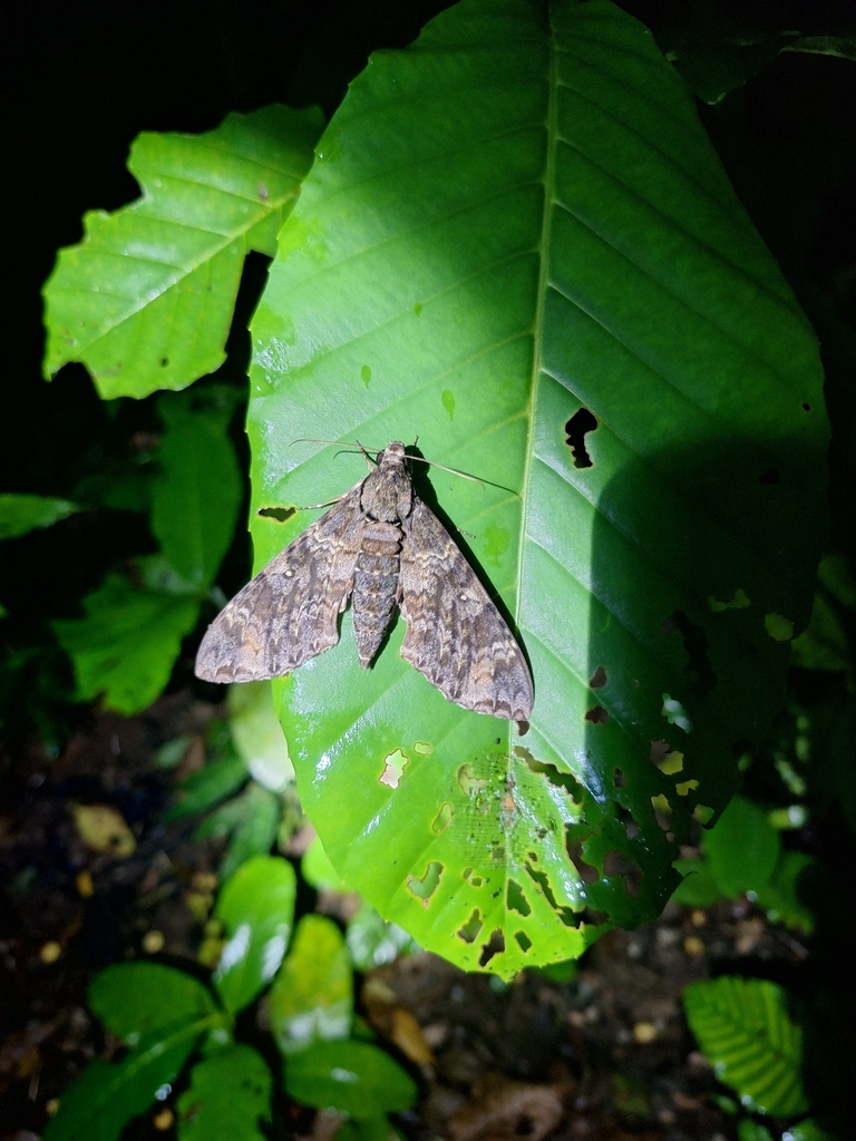 Meganoton nyctiphanes from Central Water Catchment, Singapore on ...