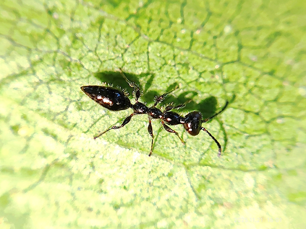 Methocha in November 2025 by 九天 · iNaturalist