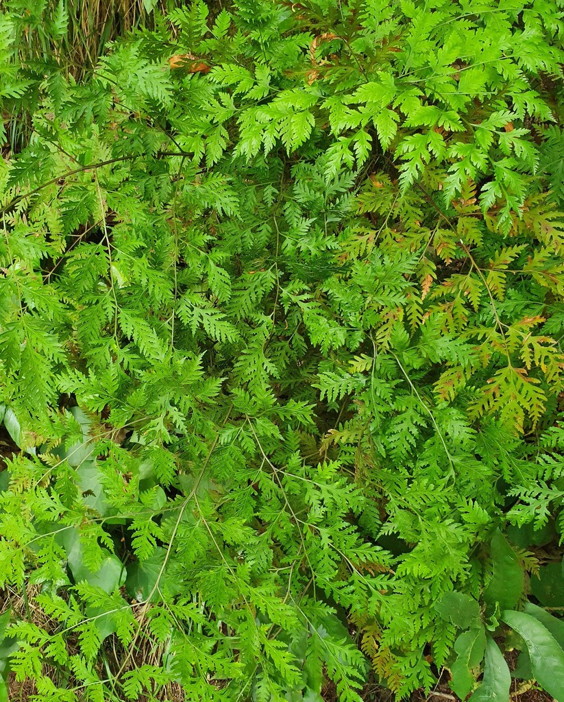 Sweet Fern from Blue Lake, Rotorua on January 29, 2020 by Ian Armitage ...