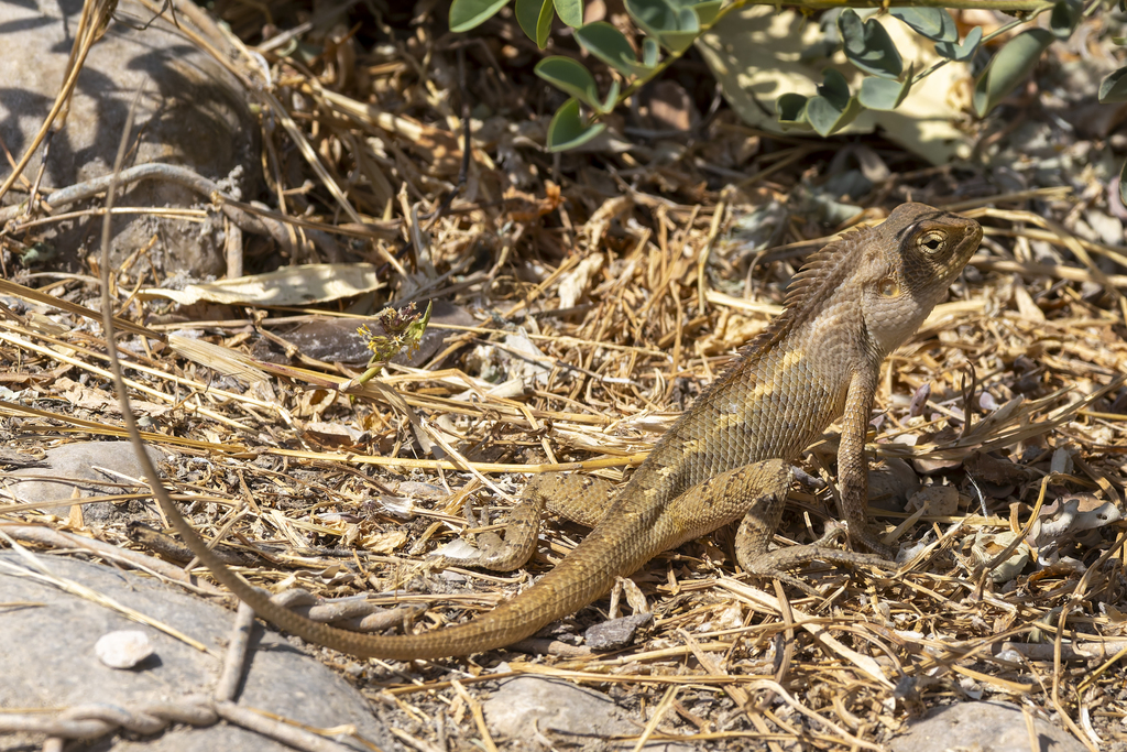 Oriental Garden Lizard from Dhofar Governorate, Oman on January 30 ...