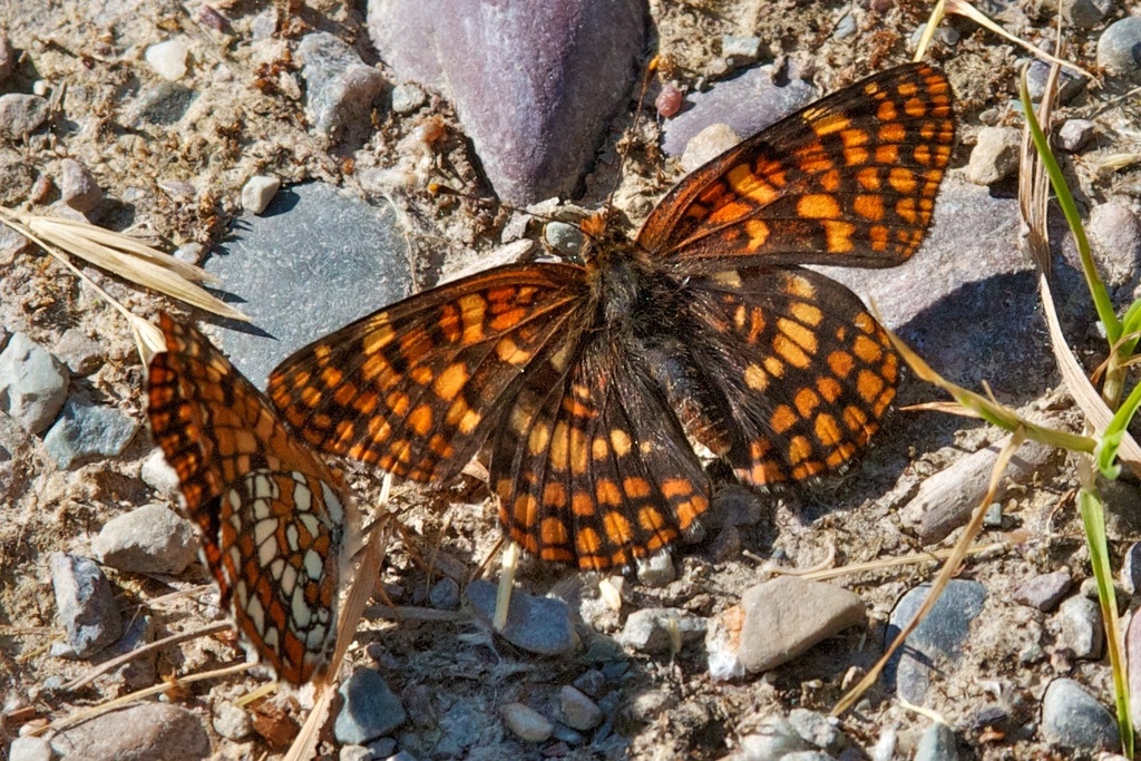 Northern Checkerspot (Glacier National Park Butterflies and Moths ...